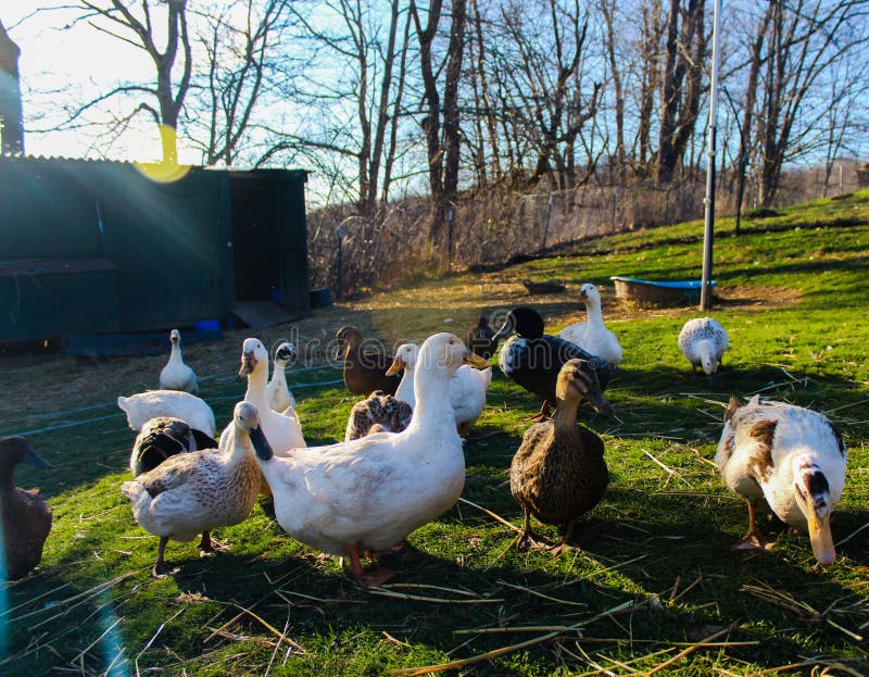 Backyard Ducks in Spring stock photo. Image of backyard - 311316912