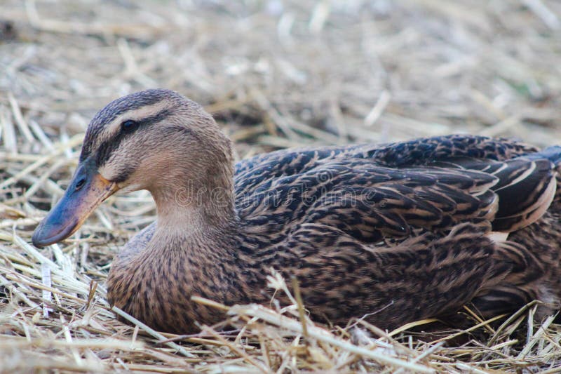 Backyard Ducks in Spring stock image. Image of bird - 311316851