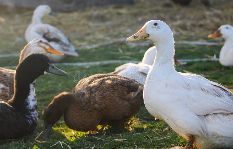 Backyard Ducks in Spring stock photo. Image of khaki - 311316872