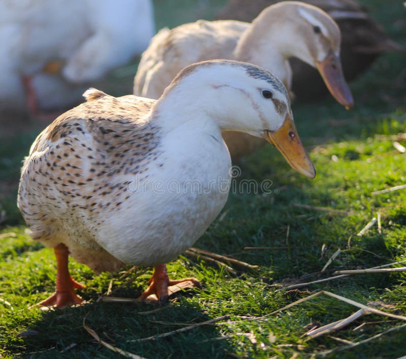 Backyard Ducks in Spring stock image. Image of white - 311316917