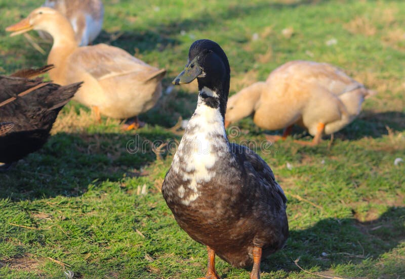 Backyard Duck in Spring stock image. Image of swedish - 311950339