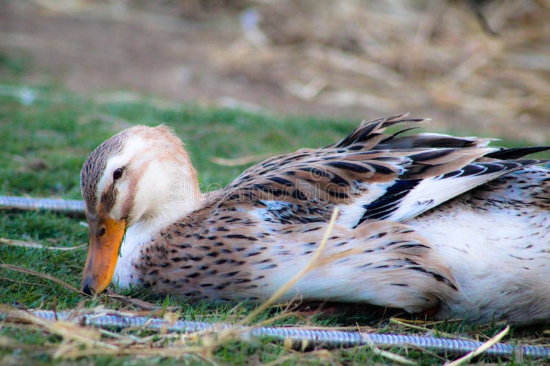 Backyard Duck in Spring stock photo. Image of foraging - 311950336