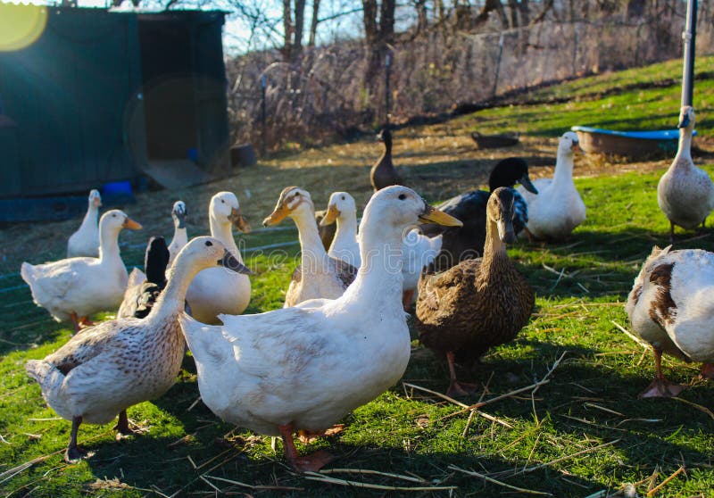 Backyard Ducks in Spring stock image. Image of drake - 311316915