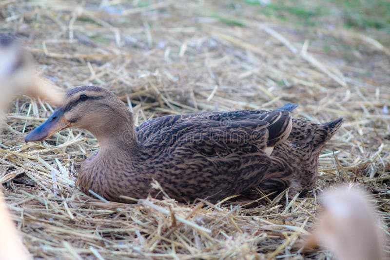 Backyard Ducks in Spring stock photo. Image of bird - 311316856