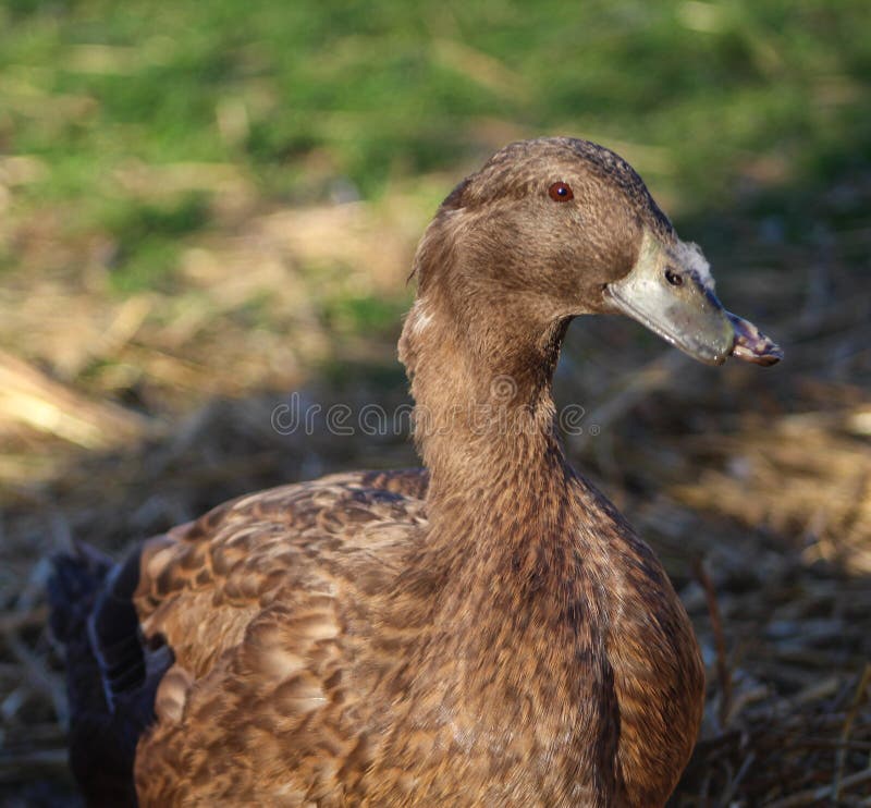 Backyard Ducks in Spring stock image. Image of campbell - 311316861