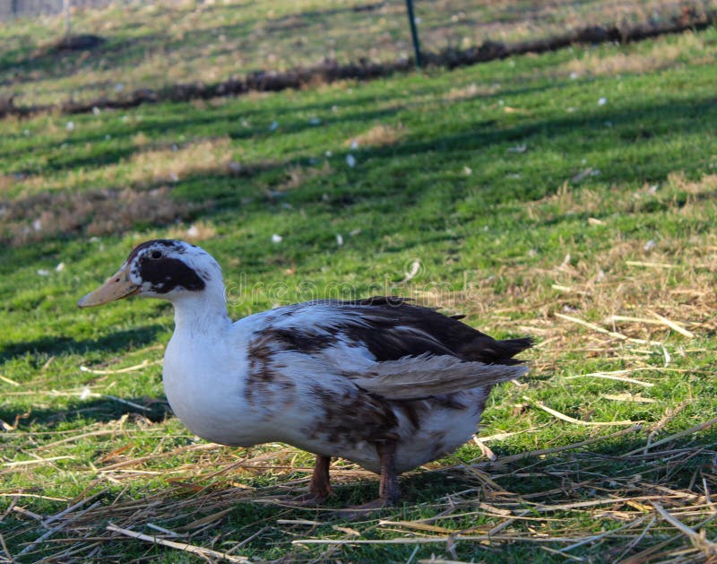Backyard Ducks in Spring stock photo. Image of ancona - 311316896