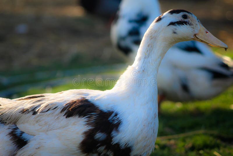 Backyard Ducks Variety Breeds Stock Image - Image of farm, campbell ...