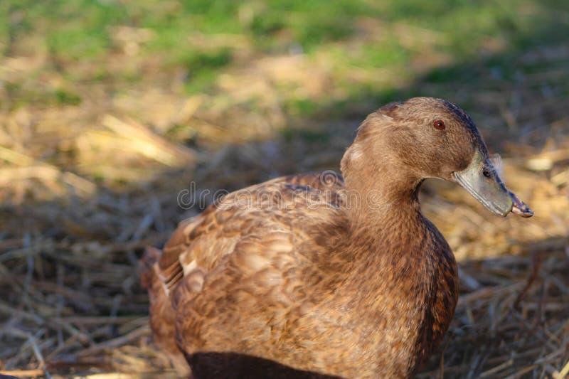 Backyard Ducks in Spring stock image. Image of bill - 311316867