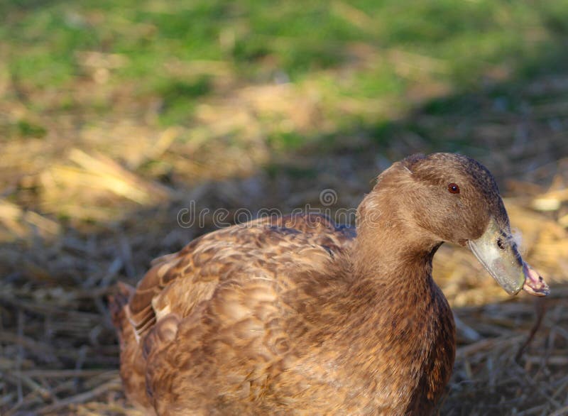 Backyard Ducks in Spring stock photo. Image of spring - 311316870
