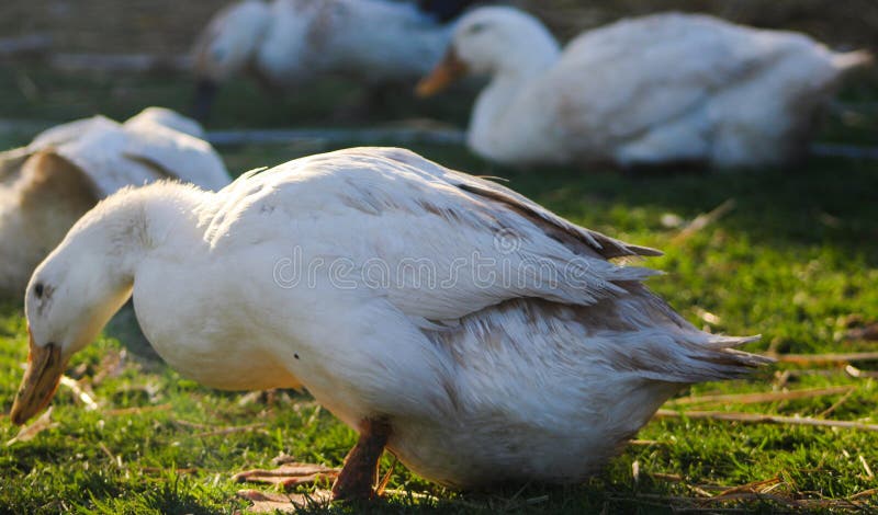 Backyard Ducks in Spring stock image. Image of lavender - 311316879