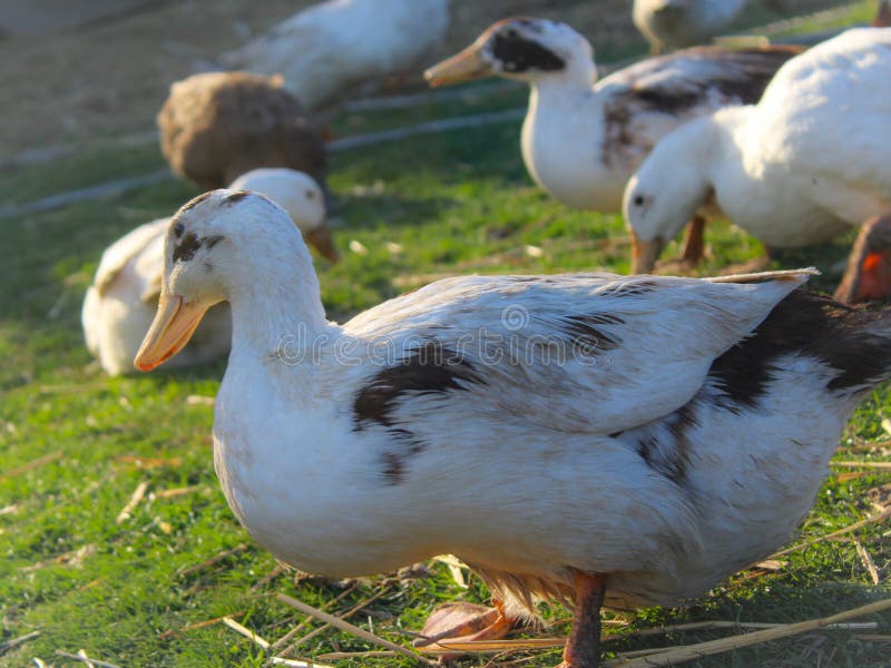 Backyard Ducks in Spring stock photo. Image of spring - 311316884