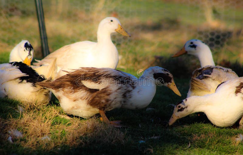 Backyard Ducks in Spring stock image. Image of white - 311950363