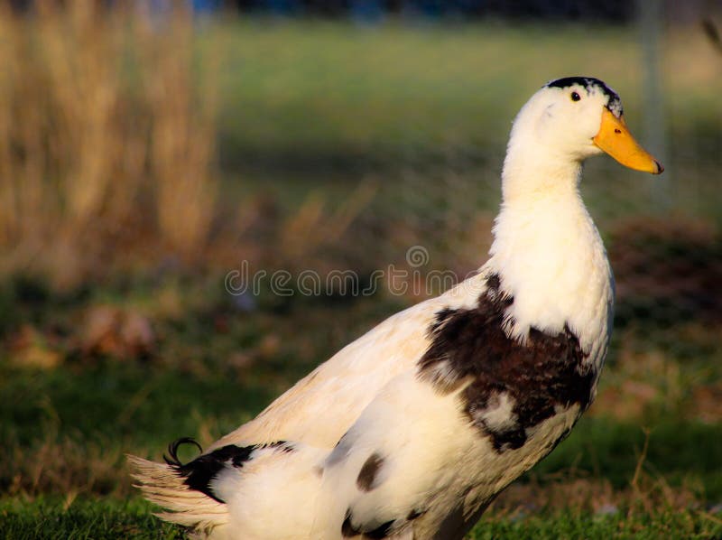 Backyard Ducks in Spring stock photo. Image of backyard - 311950402