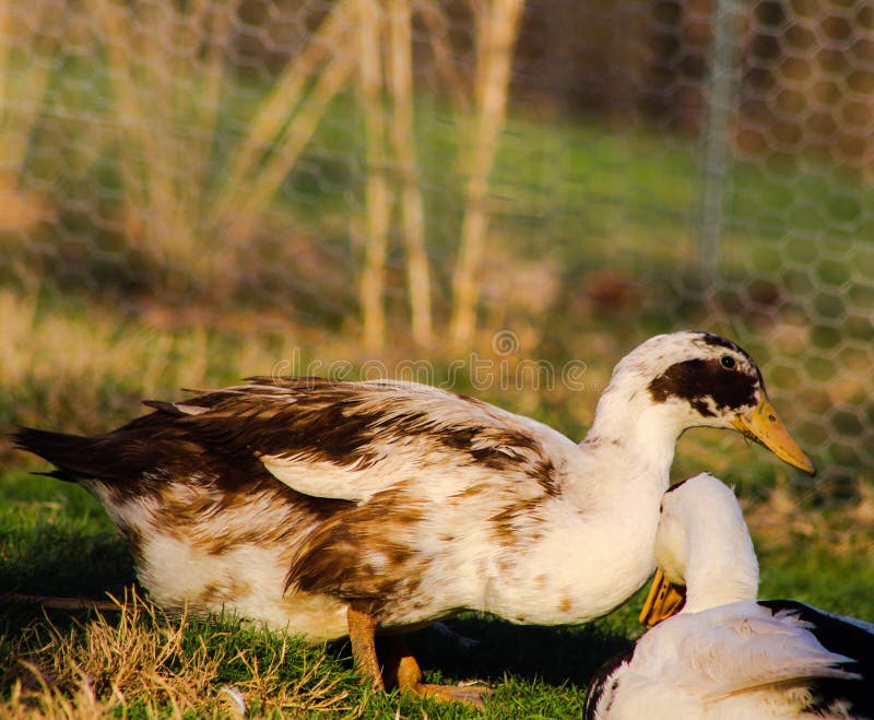 Backyard Ducks in Spring stock image. Image of white - 311950385