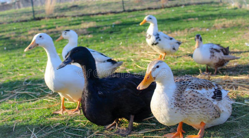 Backyard Ducks in Spring stock image. Image of chocolate - 311316847