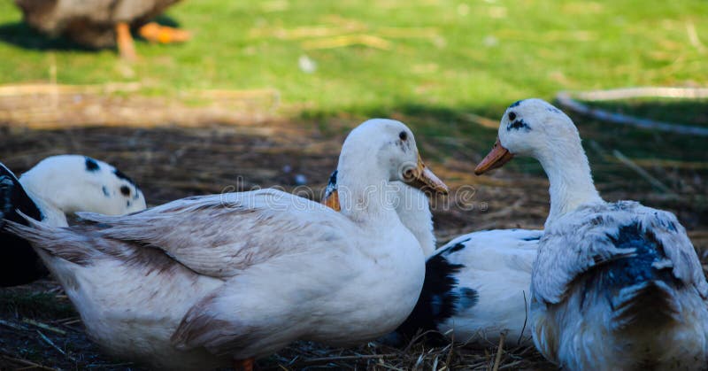 Backyard Ducks in Spring stock image. Image of bird - 311950405
