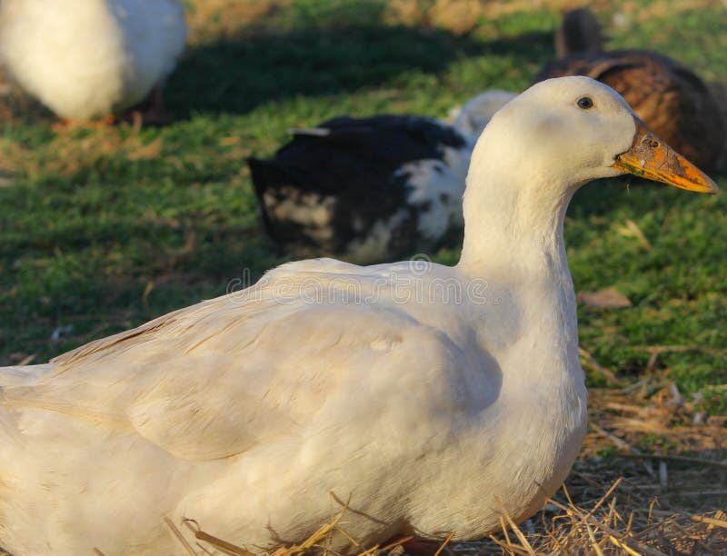 Backyard Ducks in Spring stock photo. Image of foraging - 311950394
