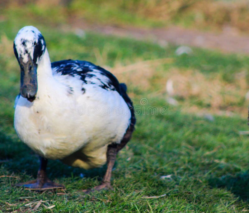 Backyard Ducks in Spring stock image. Image of backyard - 311950409
