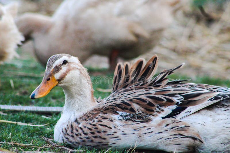Backyard Ducks in Spring stock image. Image of silver - 311950369