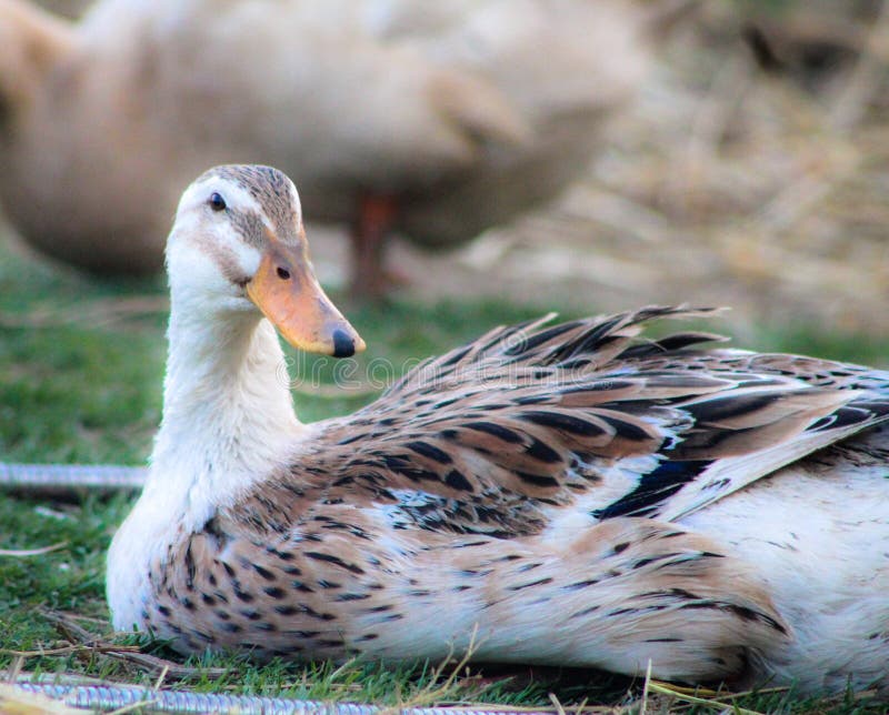 Backyard Ducks in Spring stock image. Image of silver - 311950371