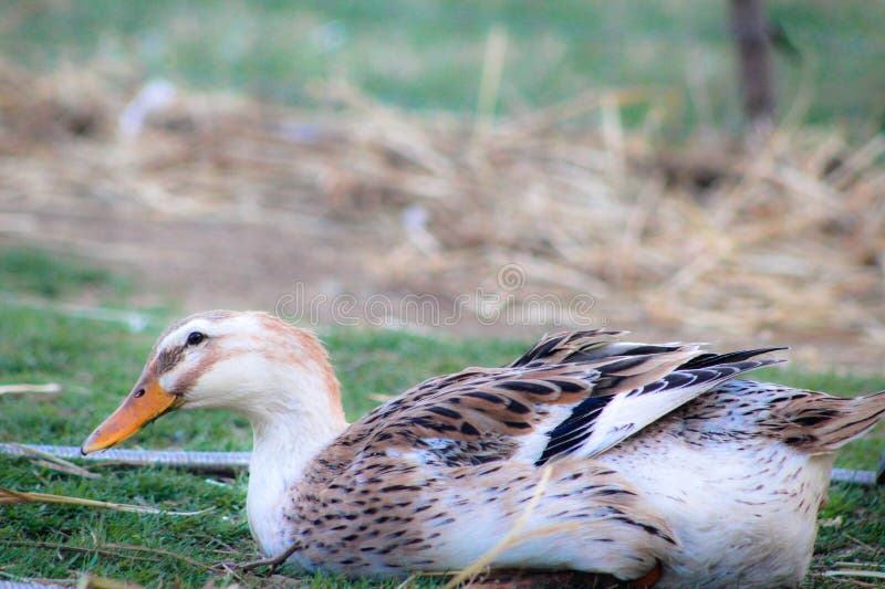 Backyard Ducks in Spring stock image. Image of waterfowl - 311950377