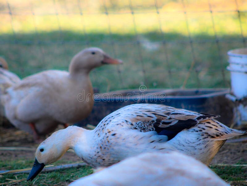 Backyard Ducks in Spring stock photo. Image of harlequin - 311950380