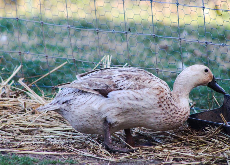 Backyard Ducks in Spring stock image. Image of bird - 311950399