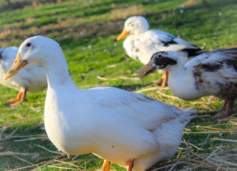 Backyard Ducks in Spring stock image. Image of foraging - 311950417