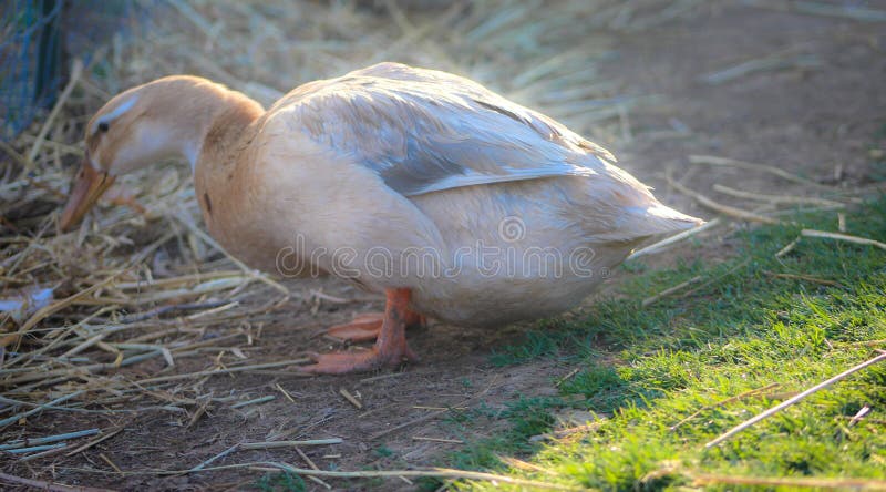 Backyard Ducks Variety Breeds Stock Image - Image of farm, campbell ...