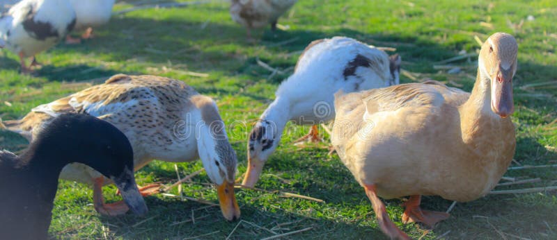 Backyard Ducks in Spring stock photo. Image of ancona - 311950420