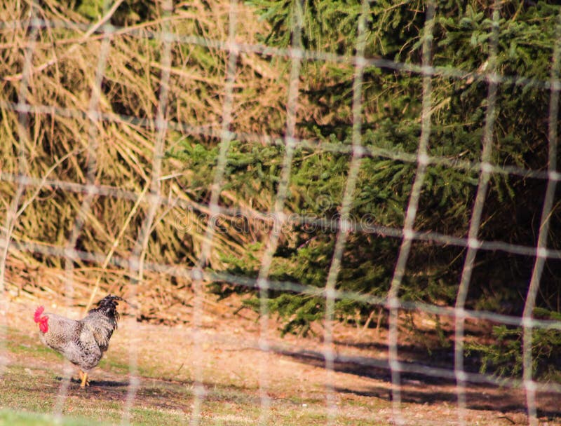 Backyard Rooster in Spring stock image. Image of spring - 311950351