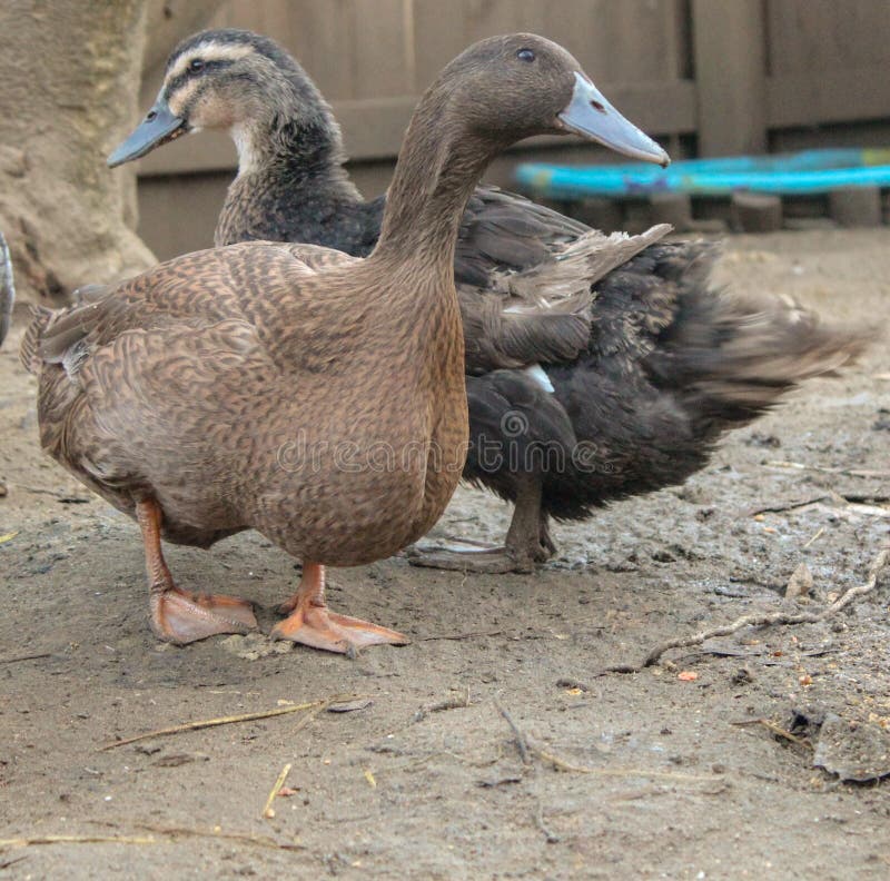Backyard Ducks Variety Breeds Stock Photo - Image of rouen, ducks ...
