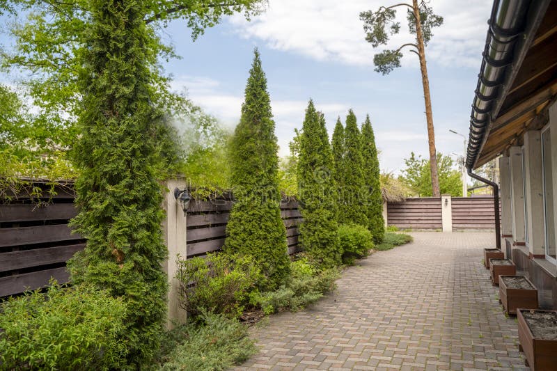 Backyard with Evergreens, Pine Trees, Trees and Bushes, and Brick Tile ...