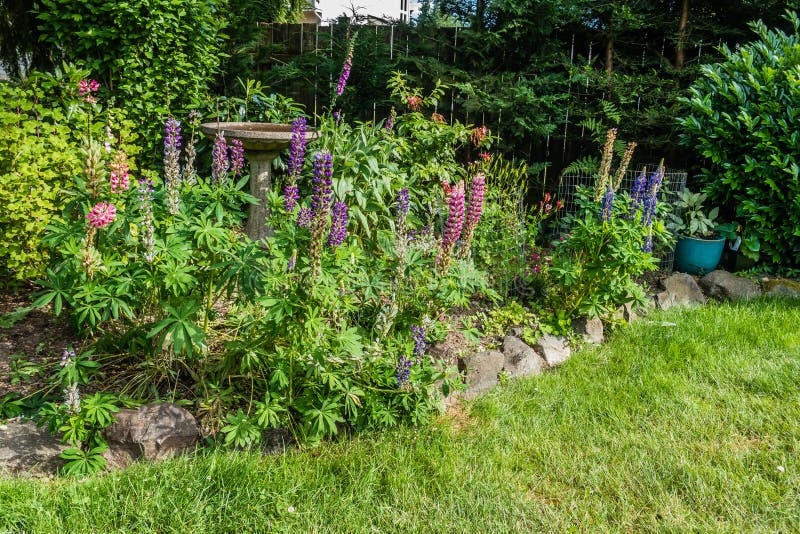 Backyard Garden stock photo. Image of grass, yard, blooming - 94523196