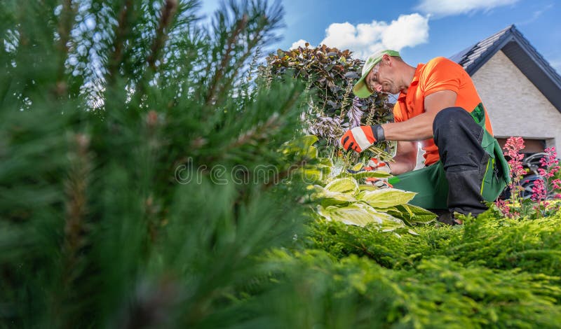 Backyard Garden Job. Checking and Trimming Plants Stock Image - Image ...