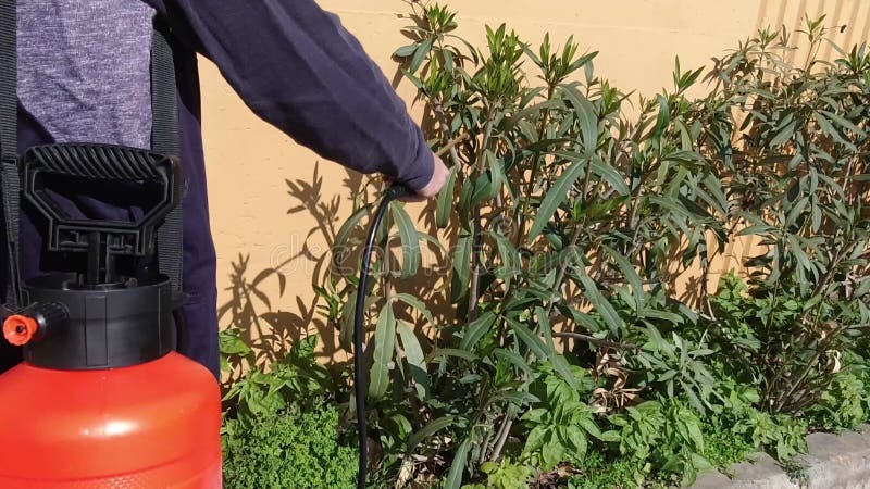Backyard Garden Pest Control Spraying. Small Tree Spraying in the ...