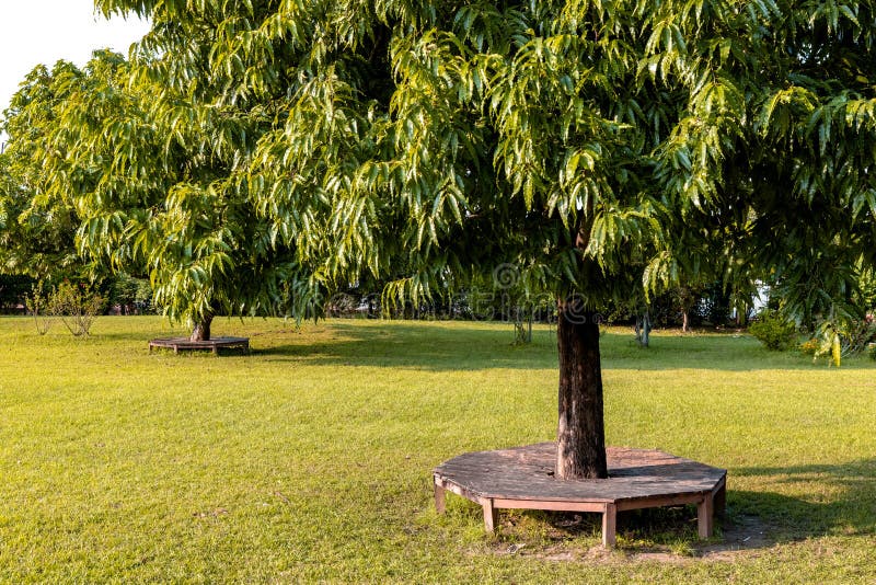Backyard Garden with Trees and Green Grass Stock Image - Image of ...