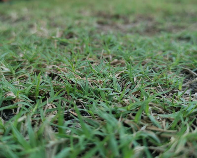 Backyard Grass Shot Taken from Level Ground Stock Image - Image of ...