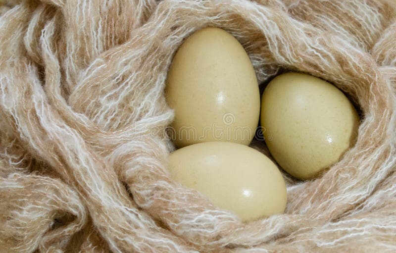 Natural Green Eggs Nest stock image. Image of natural - 211599135
