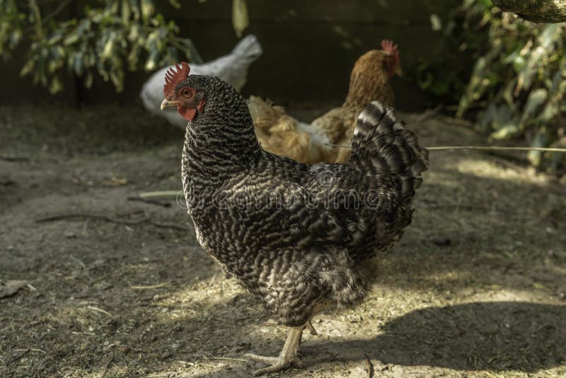 Backyard Hens in an Enclosure Stock Photo - Image of chicken ...