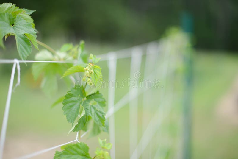 Backyard Hops 1 stock photo. Image of seasonal, trellis - 94948752