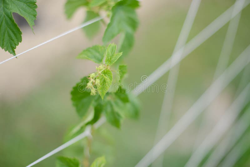 Backyard Hops 1 stock photo. Image of plants, branch - 94948976