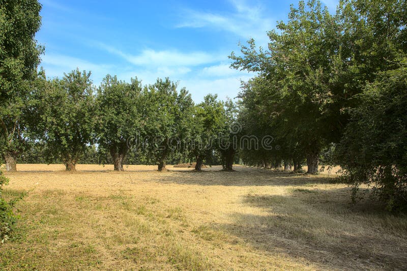Backyard of a House in the Countryside with a Line of Trees in Summer ...