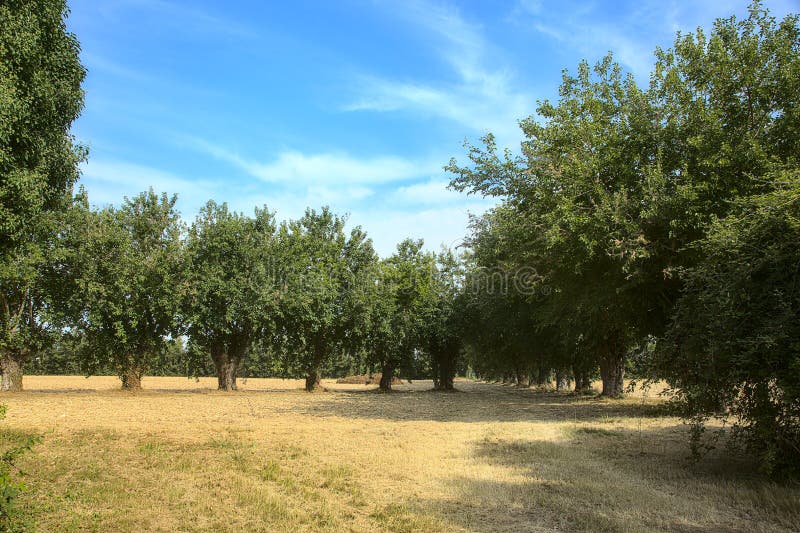 Backyard of a House in the Countryside with a Line of Trees in Summer ...