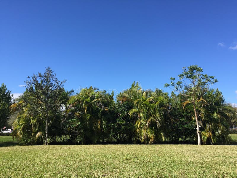 Backyard jungle stock image. Image of trees, jungle, live - 67050419