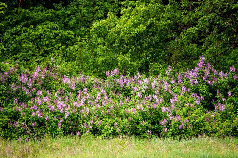 Backyard Landscaping with Lilacs and Trees Stock Image - Image of ...