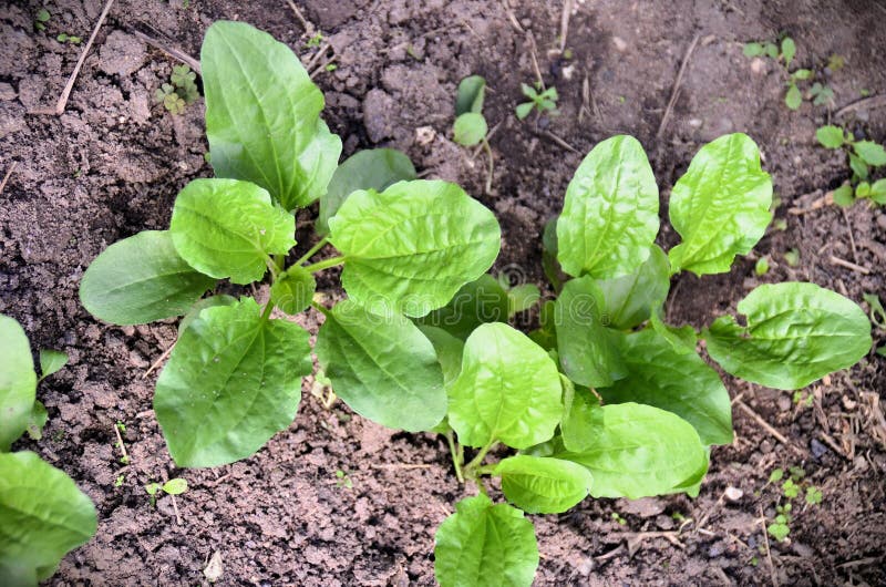 Plantago Major Flowers in the Backyard Stock Photo - Image of backyard ...