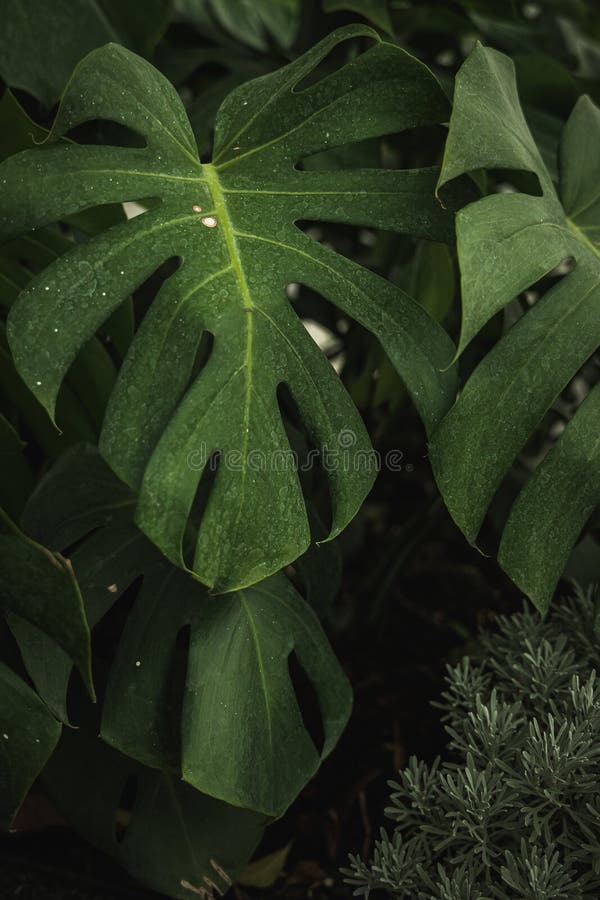 Backyard Mini Garden Plant in a Small Space in a Tropical City Stock ...