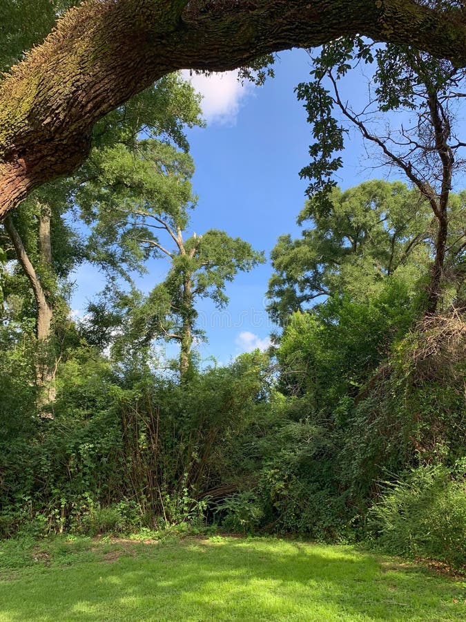 Backyard Nature Scene stock image. Image of nature, grass - 251969093