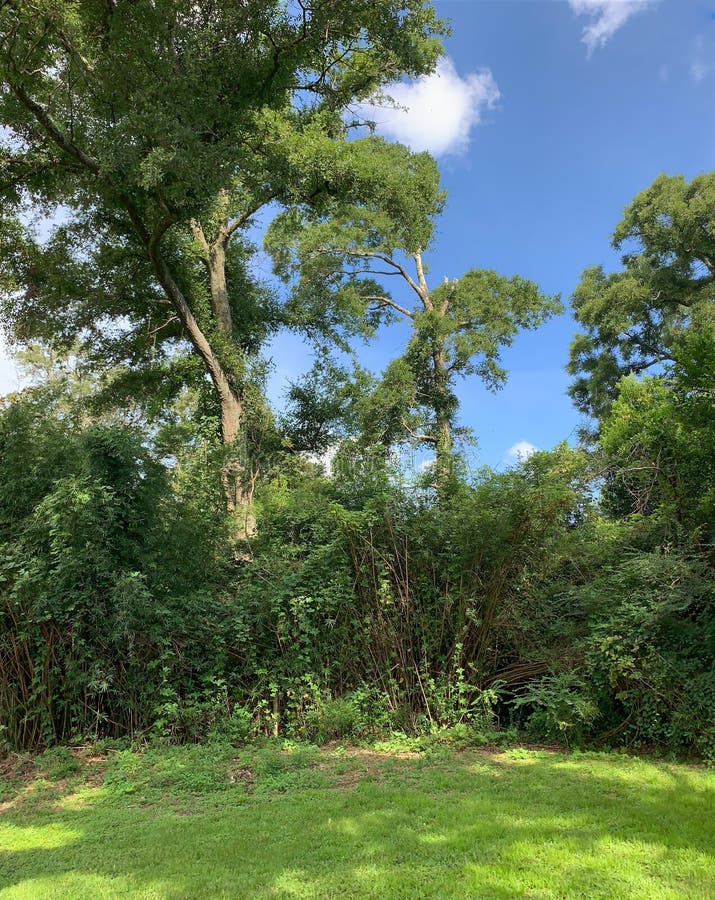 Backyard Nature Scene stock photo. Image of scene, rural - 251969112